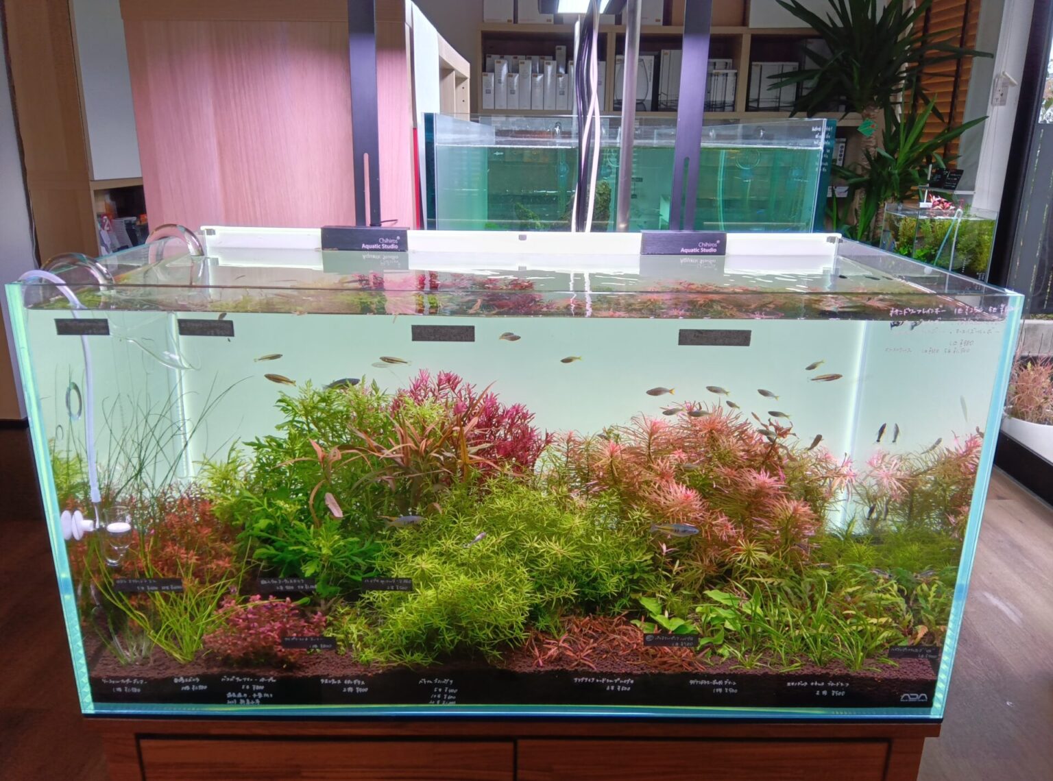 【熱帯魚や水草に癒される】AQUA SHOP TRiM【福島市にオープン】 - せゆブログ